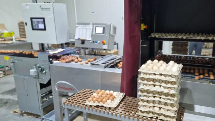 George Standard – the first Moldovan egg producer admitted to the EU ...