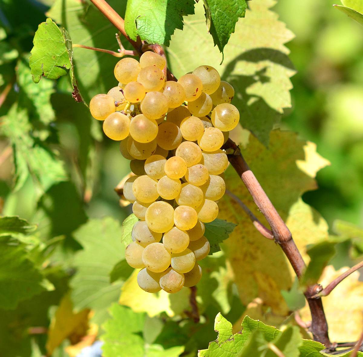 TOP 10 grape varieties grown in the Republic of Moldova - Moldova