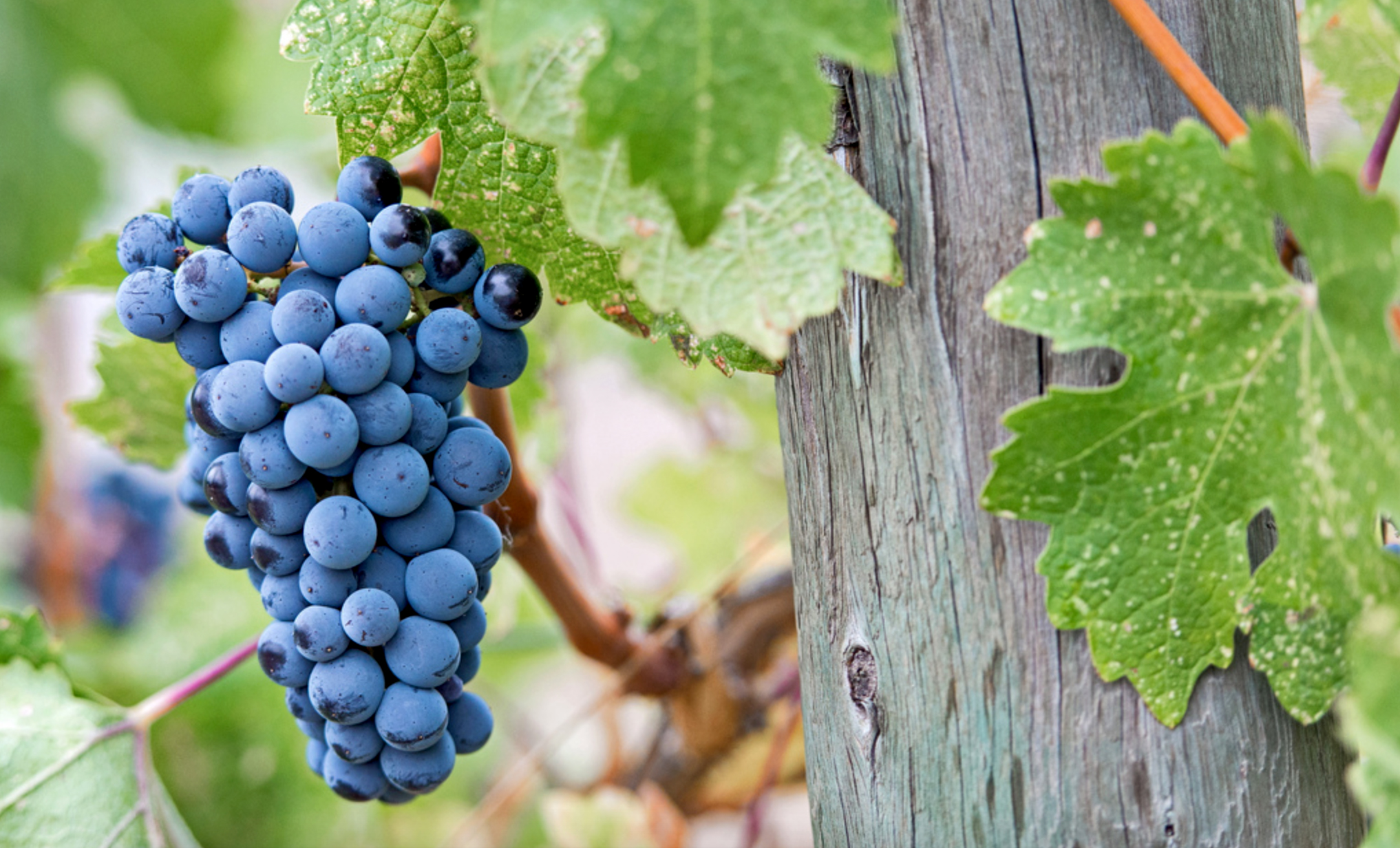 TOP 10 grape varieties grown in the Republic of Moldova